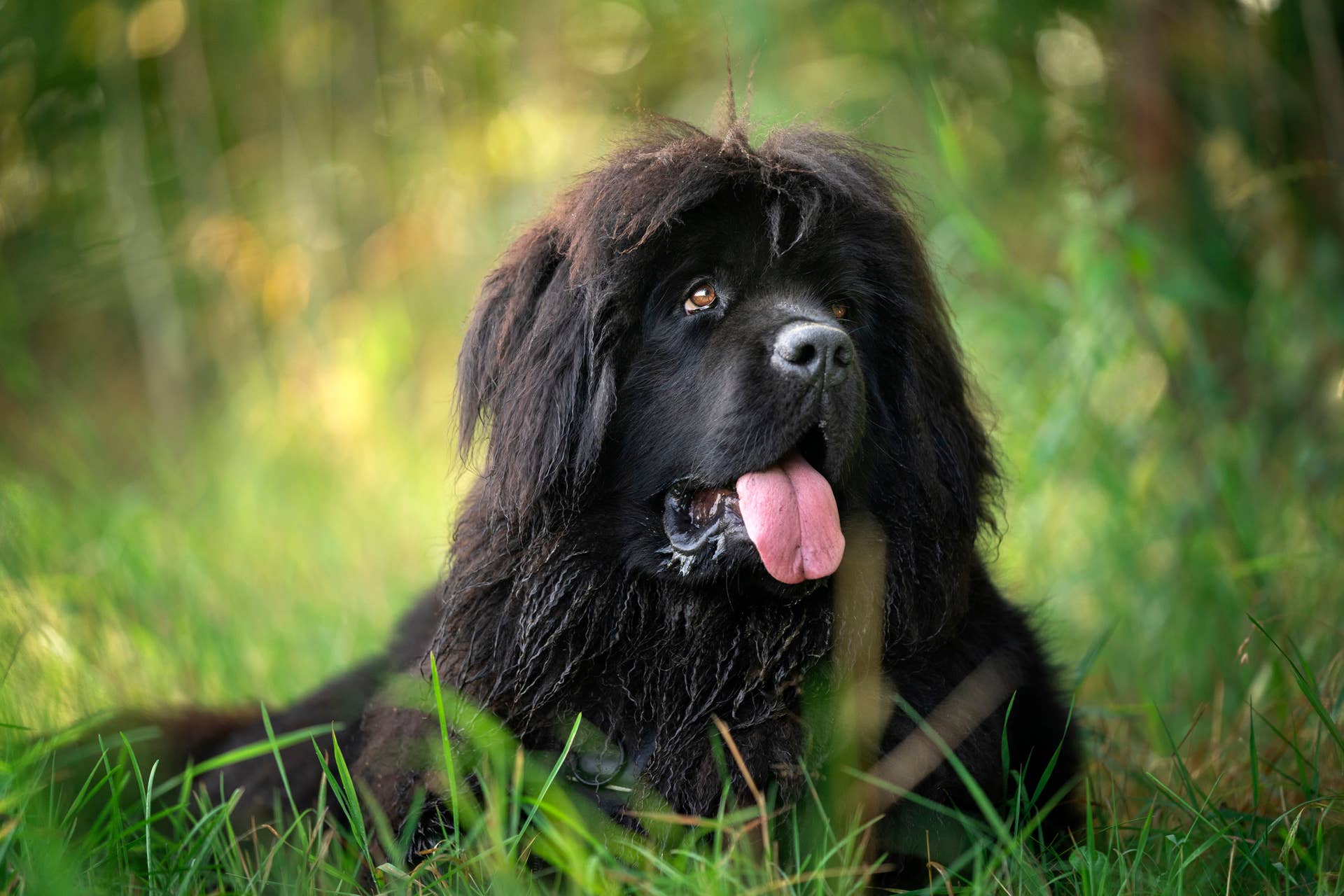 7 Dogs That Drool A Lot, According to Vets - Parade Pets