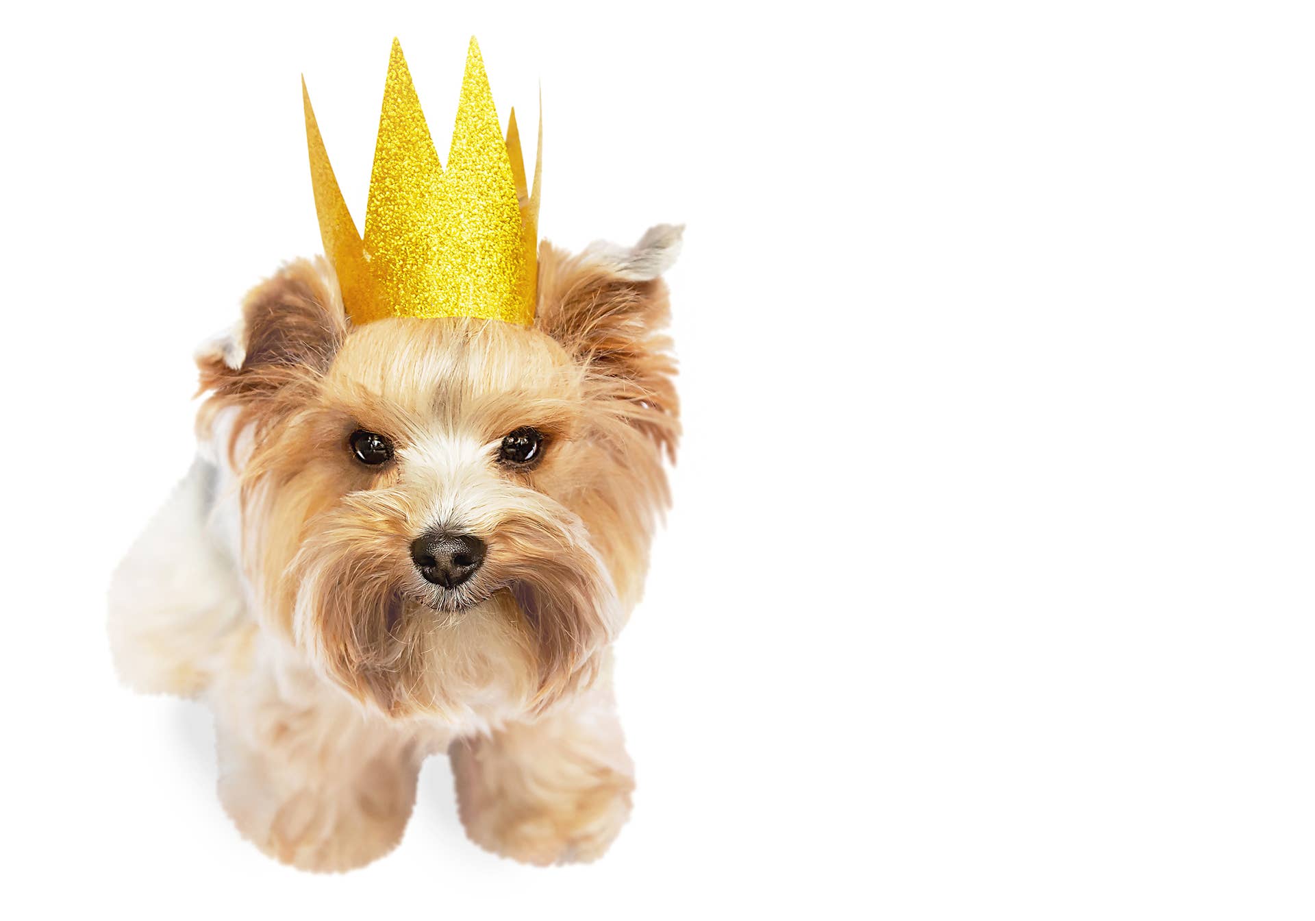 5 Charming Dog Breeds, According to Experts - Parade Pets