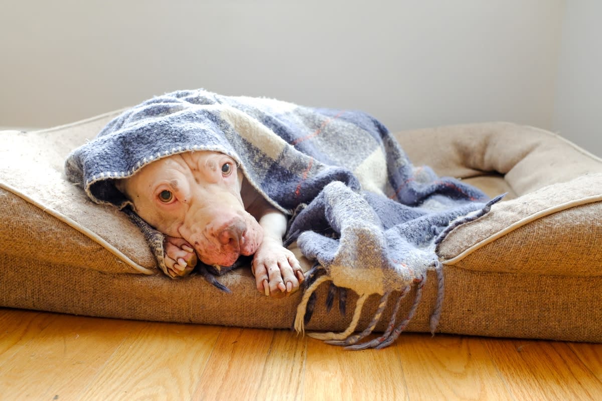 Pit Bull’s Adorable Cobbing Gets Surprise Interruption By ‘Villain ...