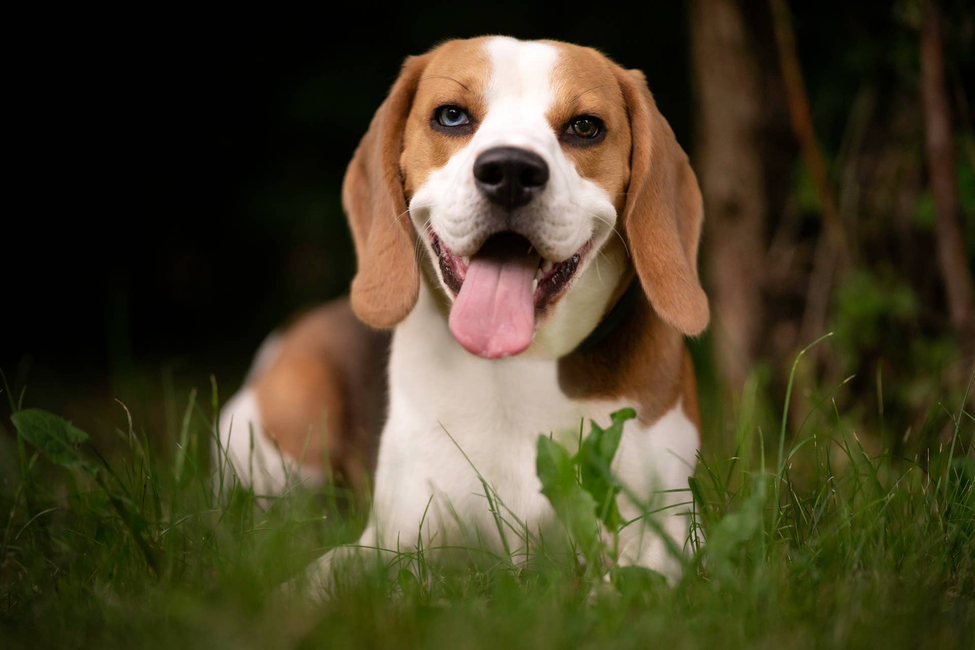 5 Most Compatible Dog Breeds for Golden Retrievers - Parade Pets