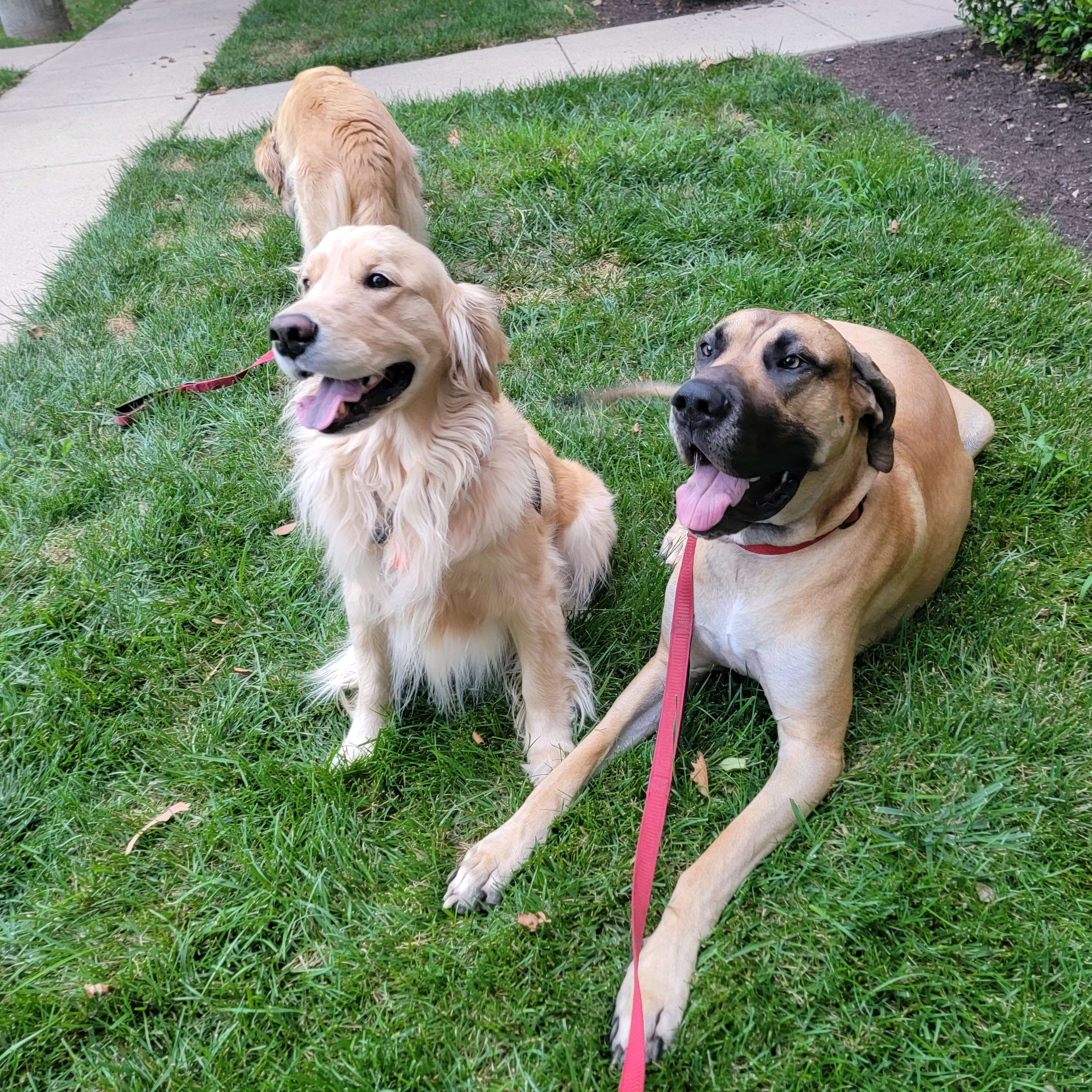 5 Most Compatible Dog Breeds for Golden Retrievers - Parade Pets