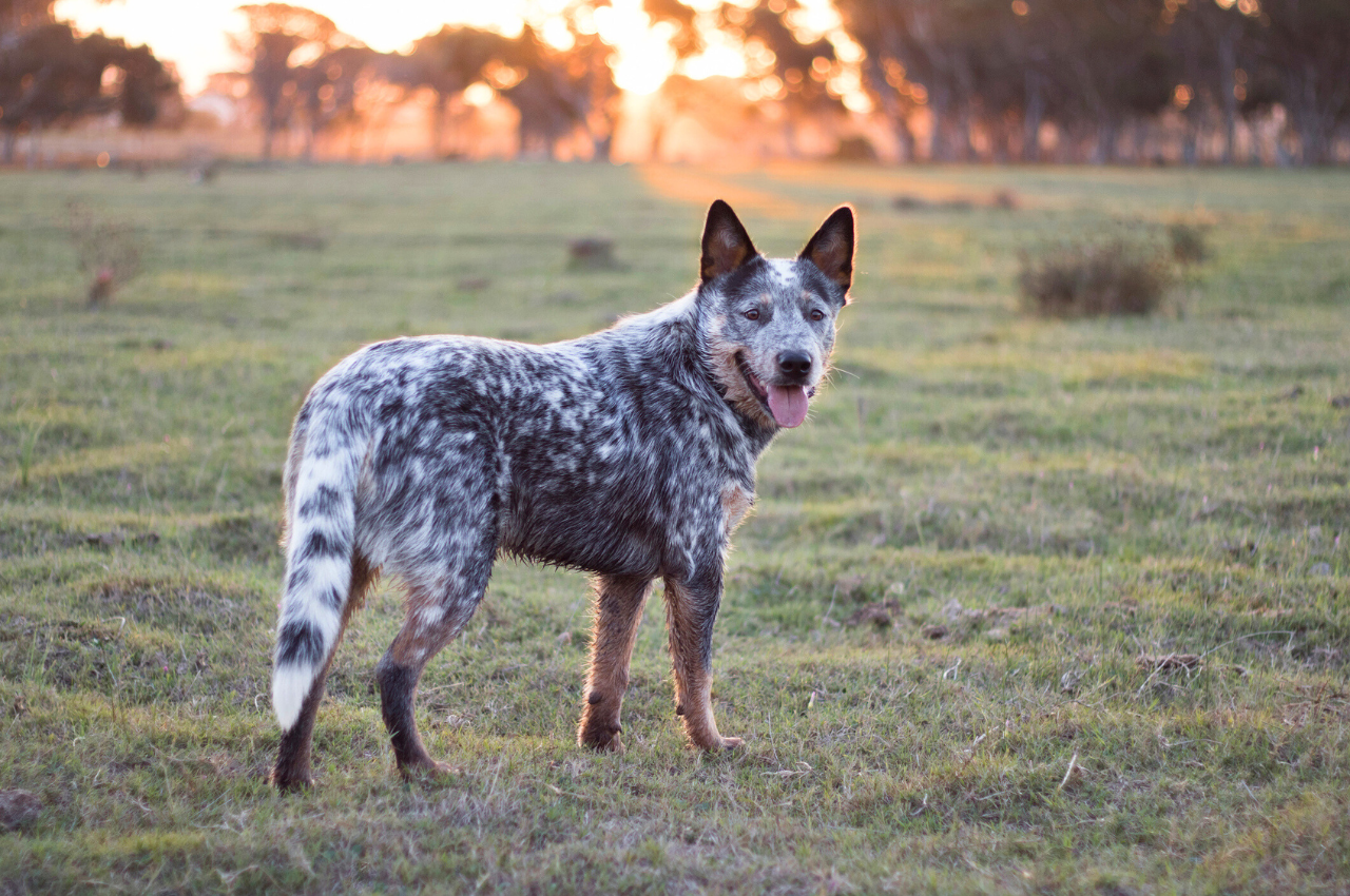 Cattle Dog's Fierce Little Bark Is Accompanied by a Super Happy Little ...