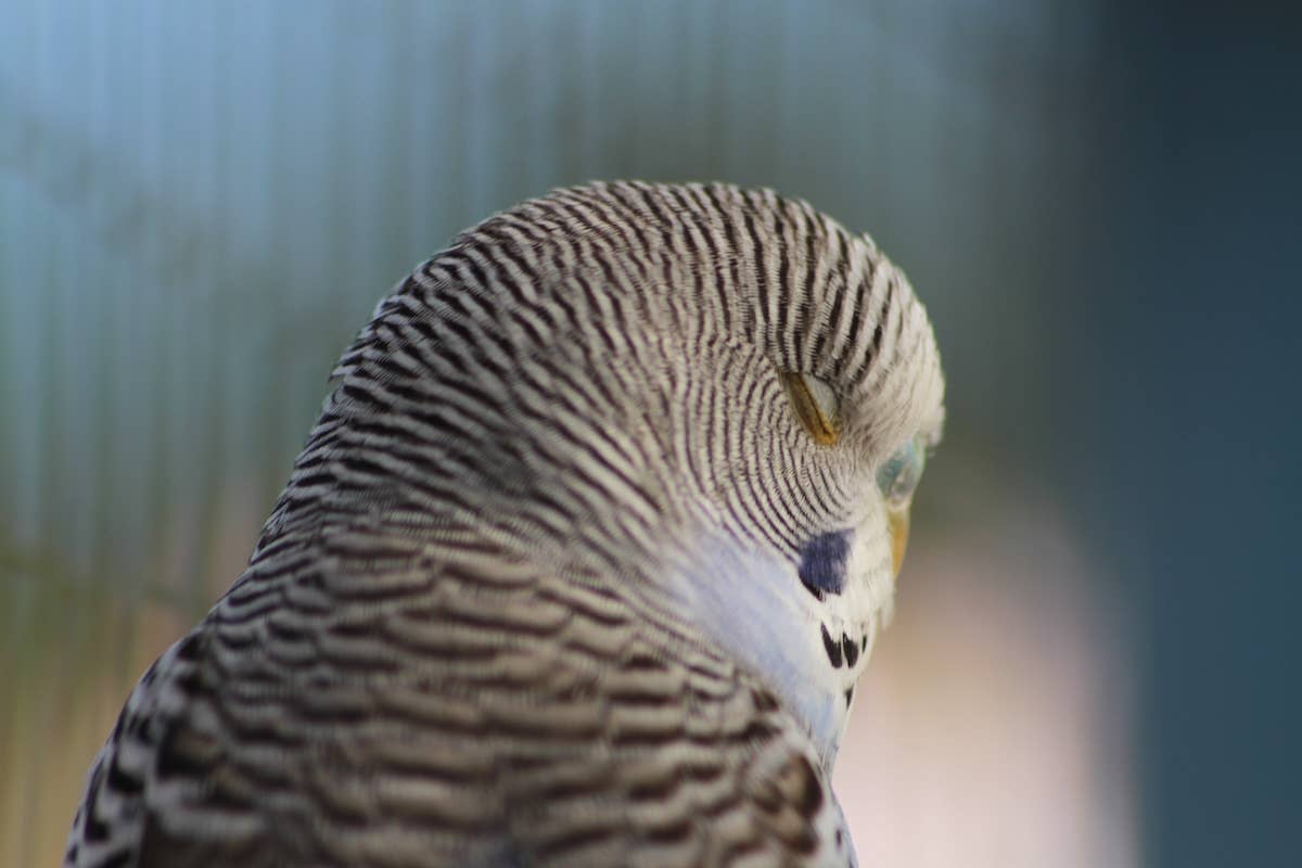 Precious Budgie 'Singing Himself to Sleep' Will Instantly Make Anyone's ...