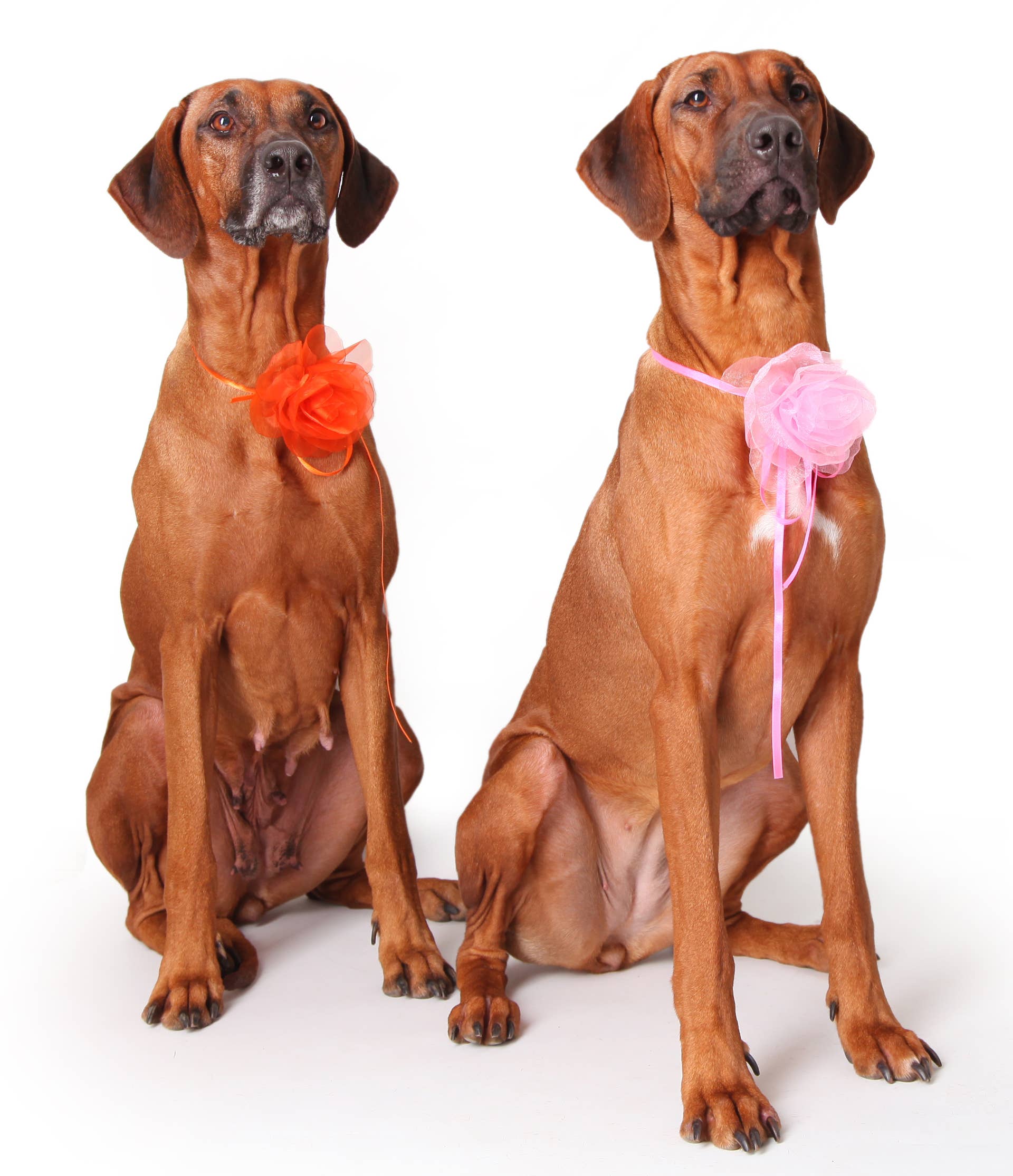 5 Stylish Dog Breeds Miranda Priestly Would Approve Of - Parade Pets