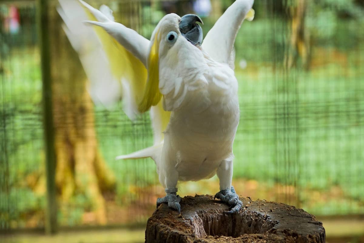 Cockatoo Who 'Loves Whispering When the Neighbors Are Outside' Is the ...