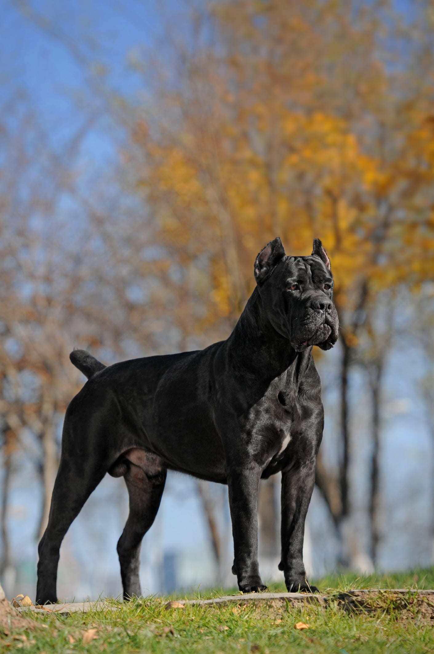 7 Most Muscular Dogs, According to Experts - Parade Pets