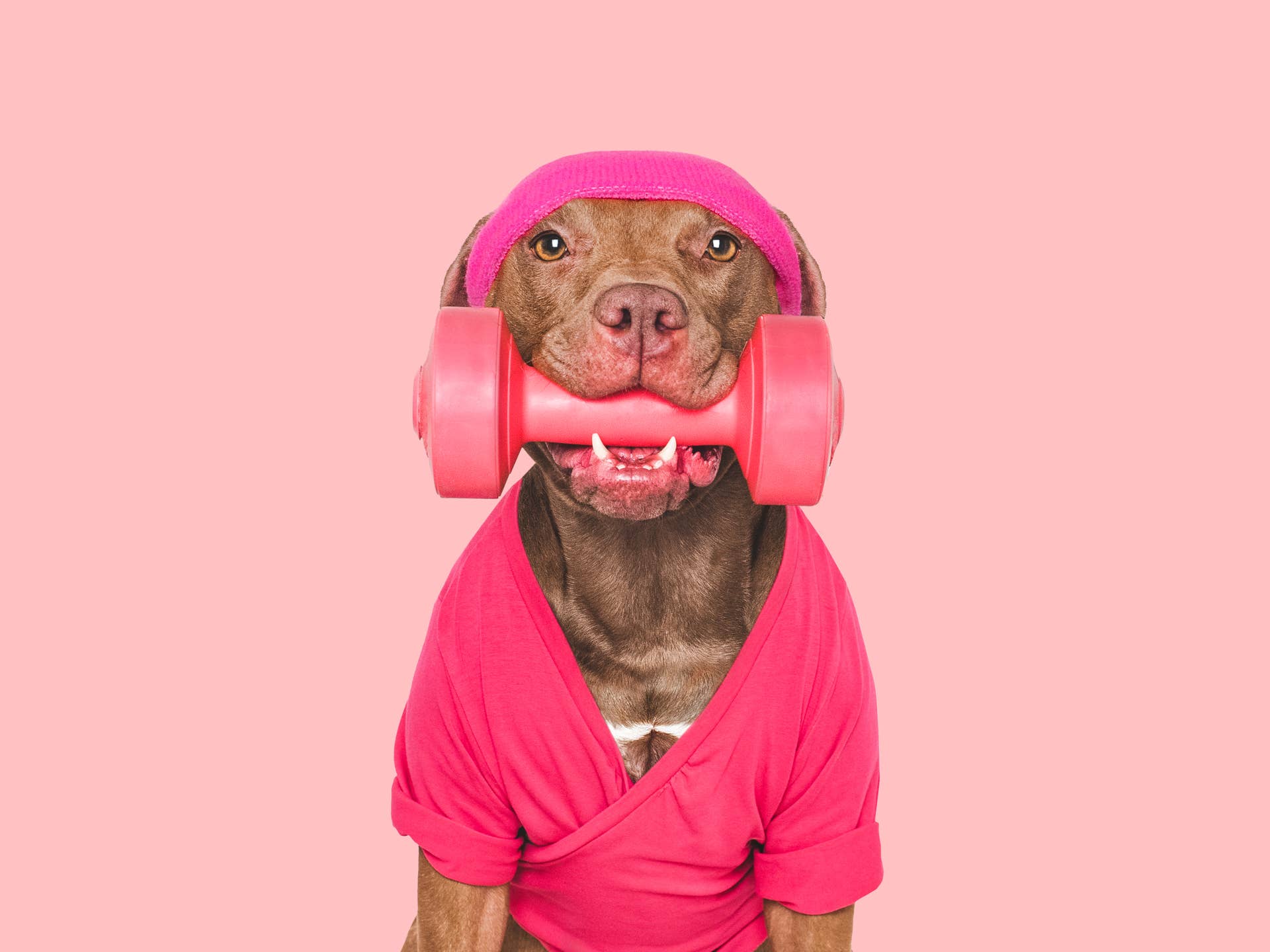 7 Most Muscular Dogs, According to Experts - Parade Pets