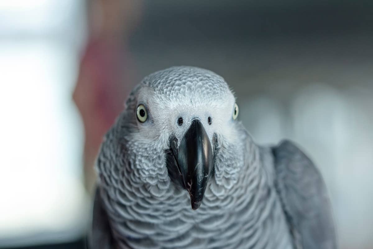 African Grey Parrot Coughs To Remind Mom She Wants a Bite in Funny Clip ...