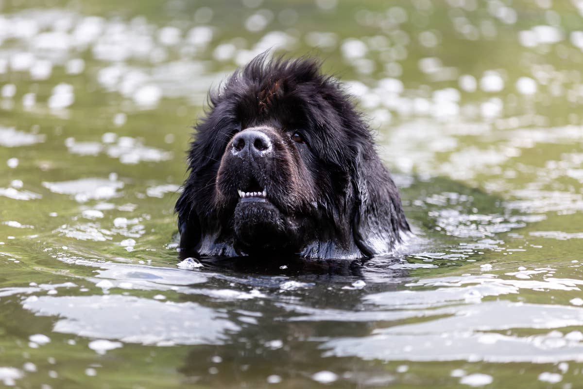 'Heroic' Newfoundland 'Saving' Human Sister From Swim Practice Is the ...