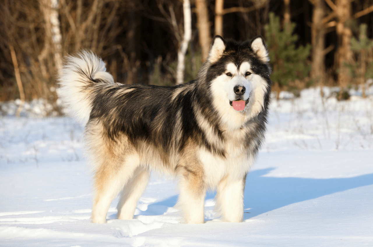 6 Cold-Weather Dog Breeds Made for Chilly Falls & Winters - Parade Pets