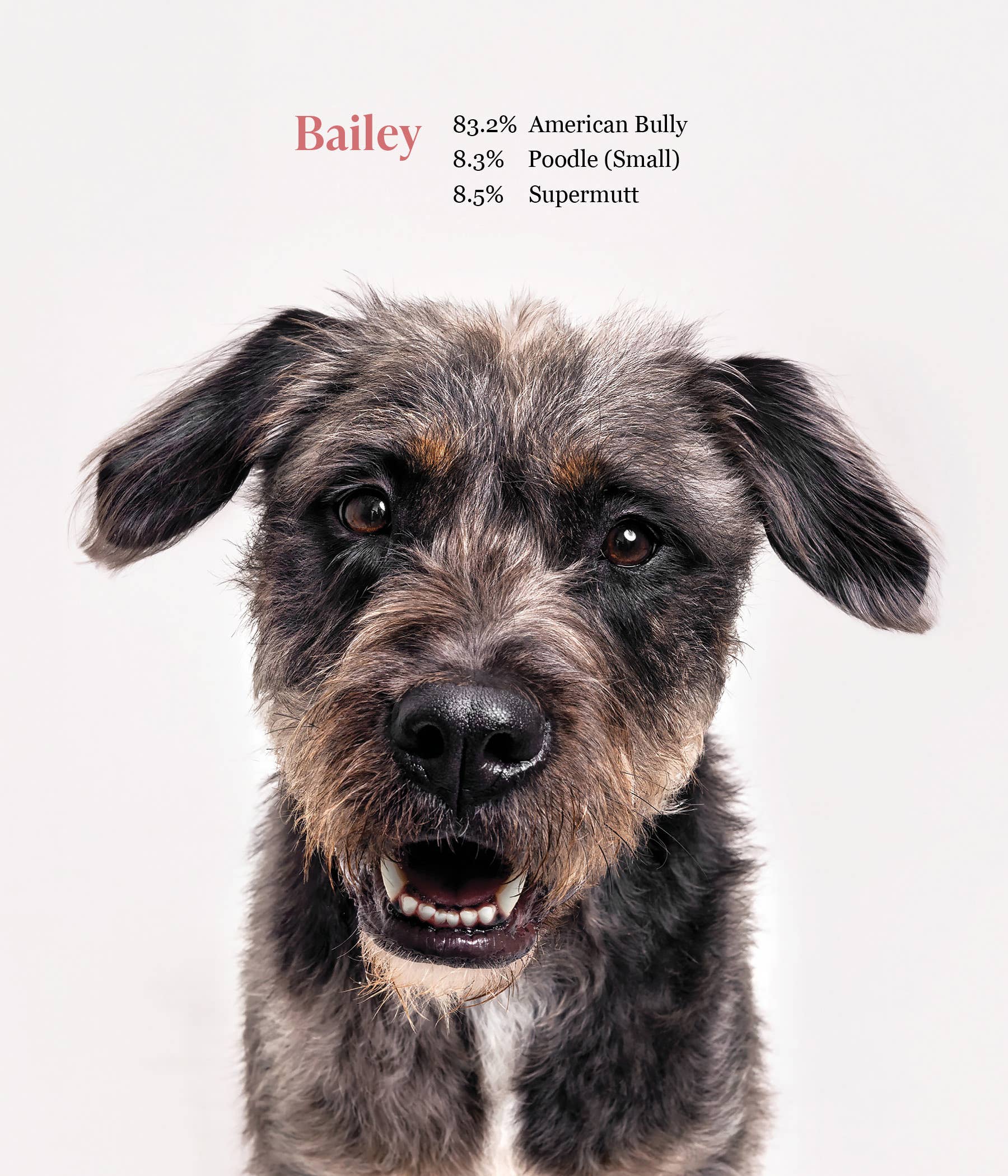 Pet Photographer Grace Chon Reveals What Dogs Are Trying to Tell Us ...