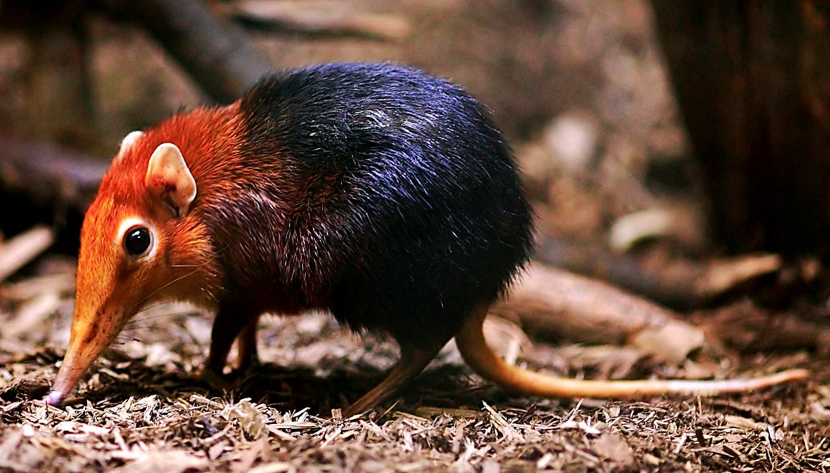 55 Cutest Animals From Around the World - Parade Pets