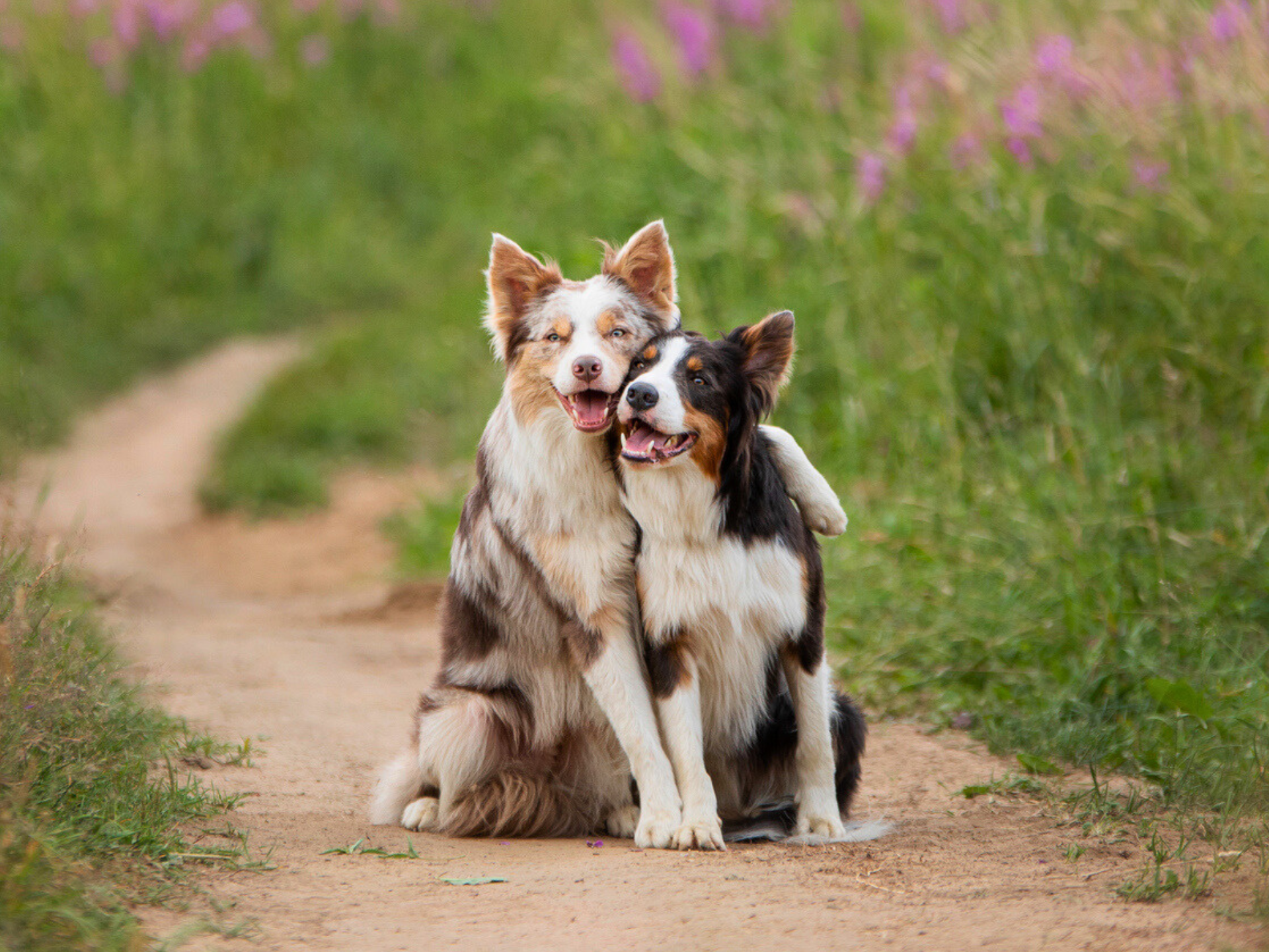 Can Dogs Have Doggy Best Friends? A Vet Explains - Parade Pets