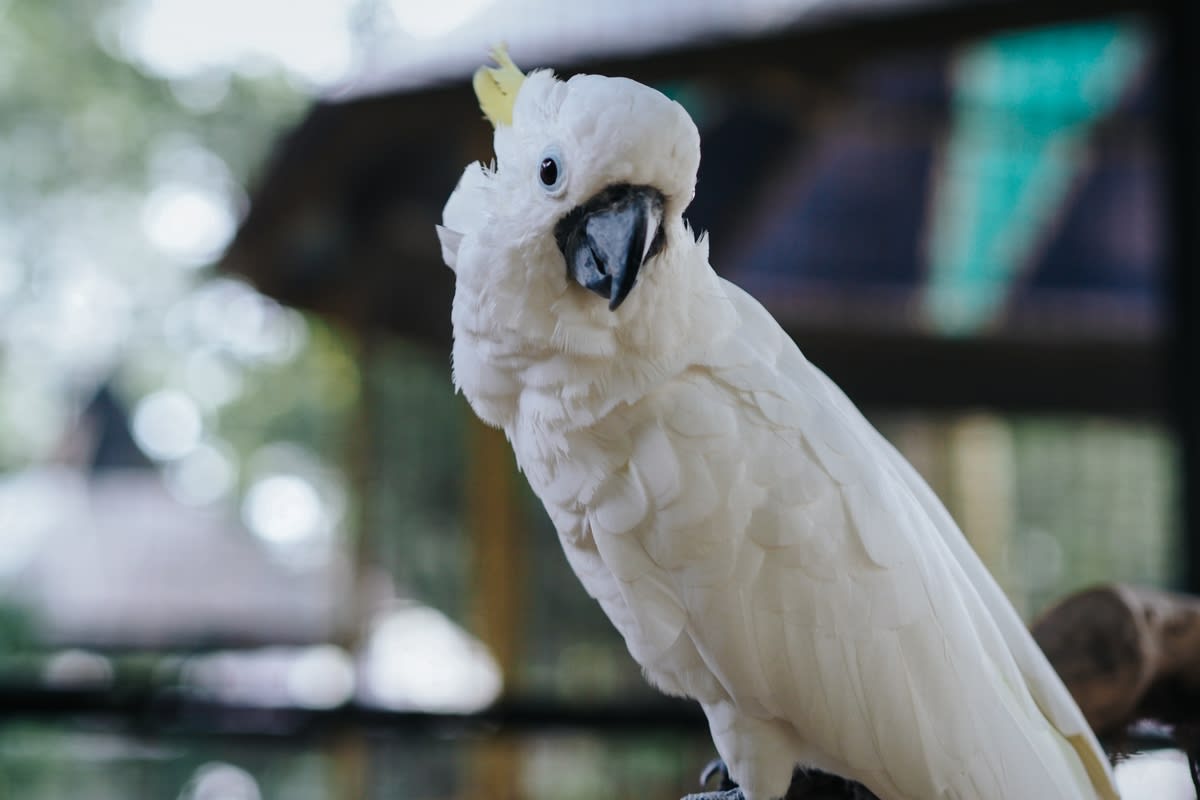 Cockatoo Fluffs Her Head Feathers in Excitement Upon Seeing Her Beloved ...