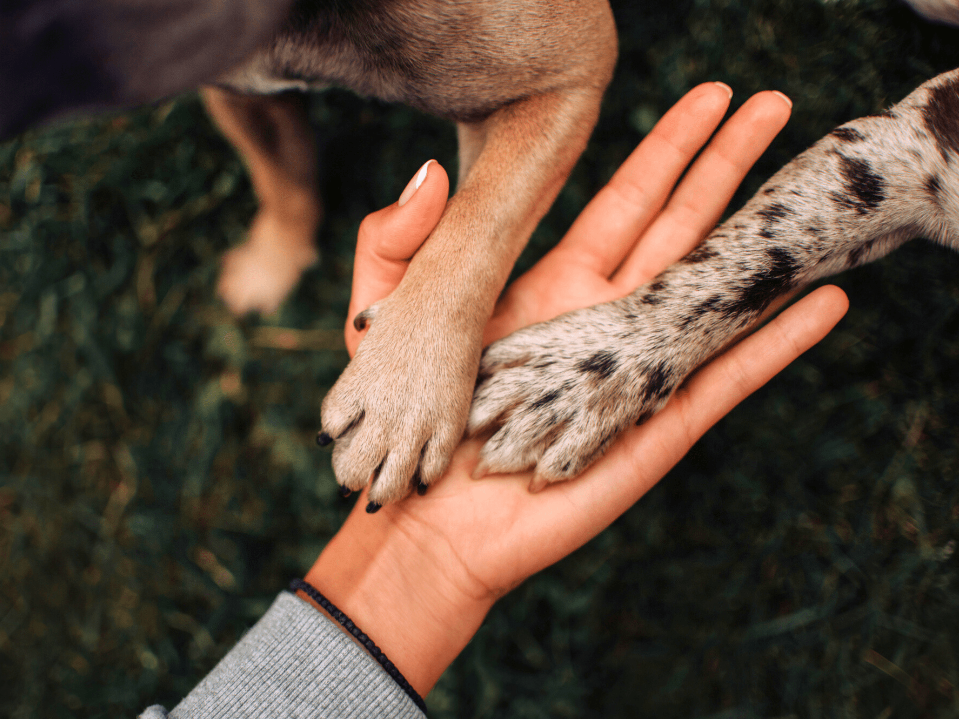 Is Your Dog a Righty or a Lefty? Here’s How to Tell! - Parade Pets