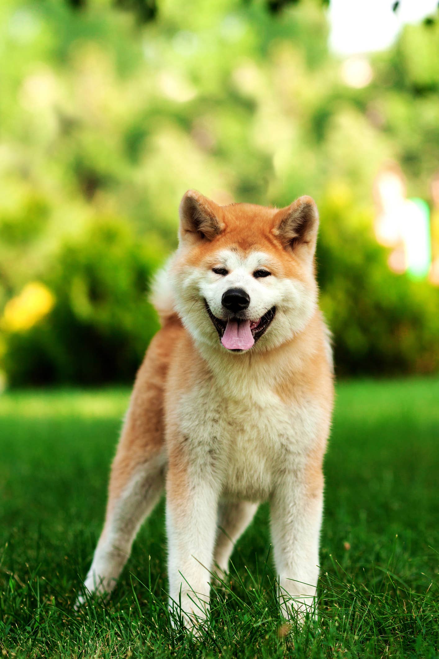 7 Ride-or-Die Dog Breed, According to Experts - Parade Pets