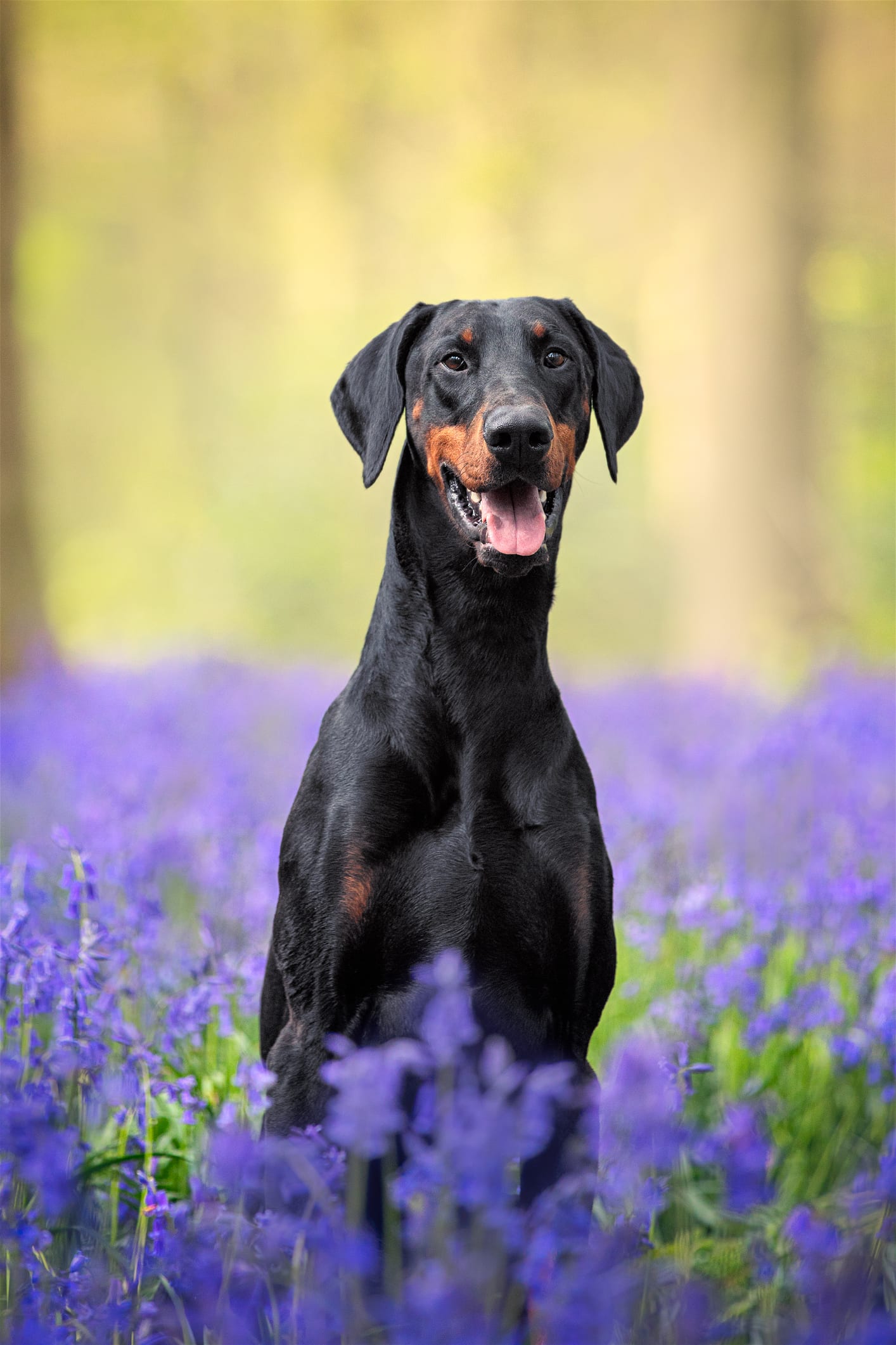 7 Ride-or-Die Dog Breed, According to Experts - Parade Pets