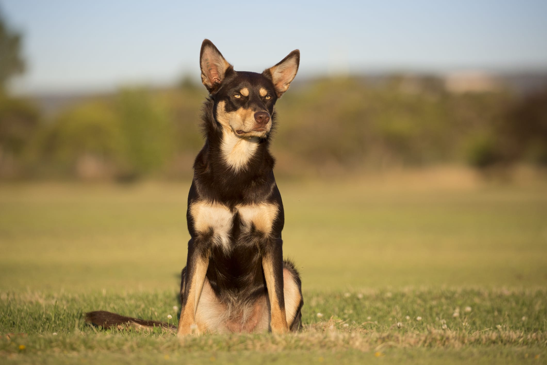 7 Ride-or-Die Dog Breed, According to Experts - Parade Pets