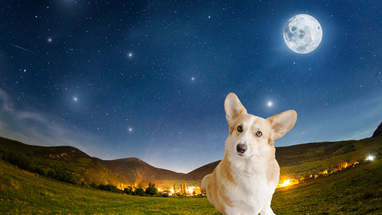 Does a Full Moon Affect Dogs? Experts Weigh In - Parade Pets