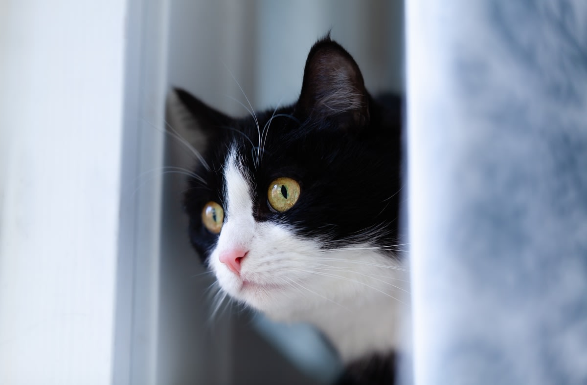 Tuxedo Cat Helps Arthritic Sibling Dog Play 'Fetch' and It's the ...
