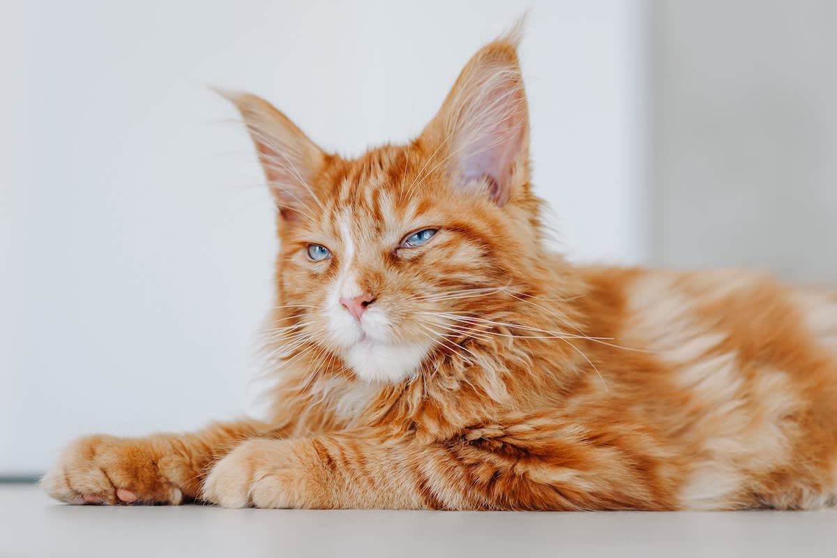 Maine Coon Lets ‘His’ Foster Kitten Win a Wrestling Match in the ...