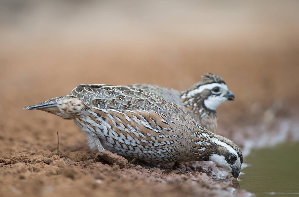 Beakless Button Quail Has Everyone Falling in Love Because She Looks ...