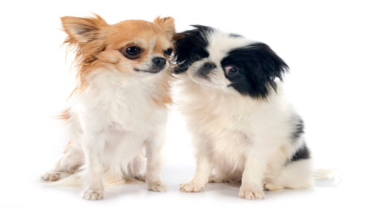 5 Dog Breeds That Look Like Puppies - Parade Pets