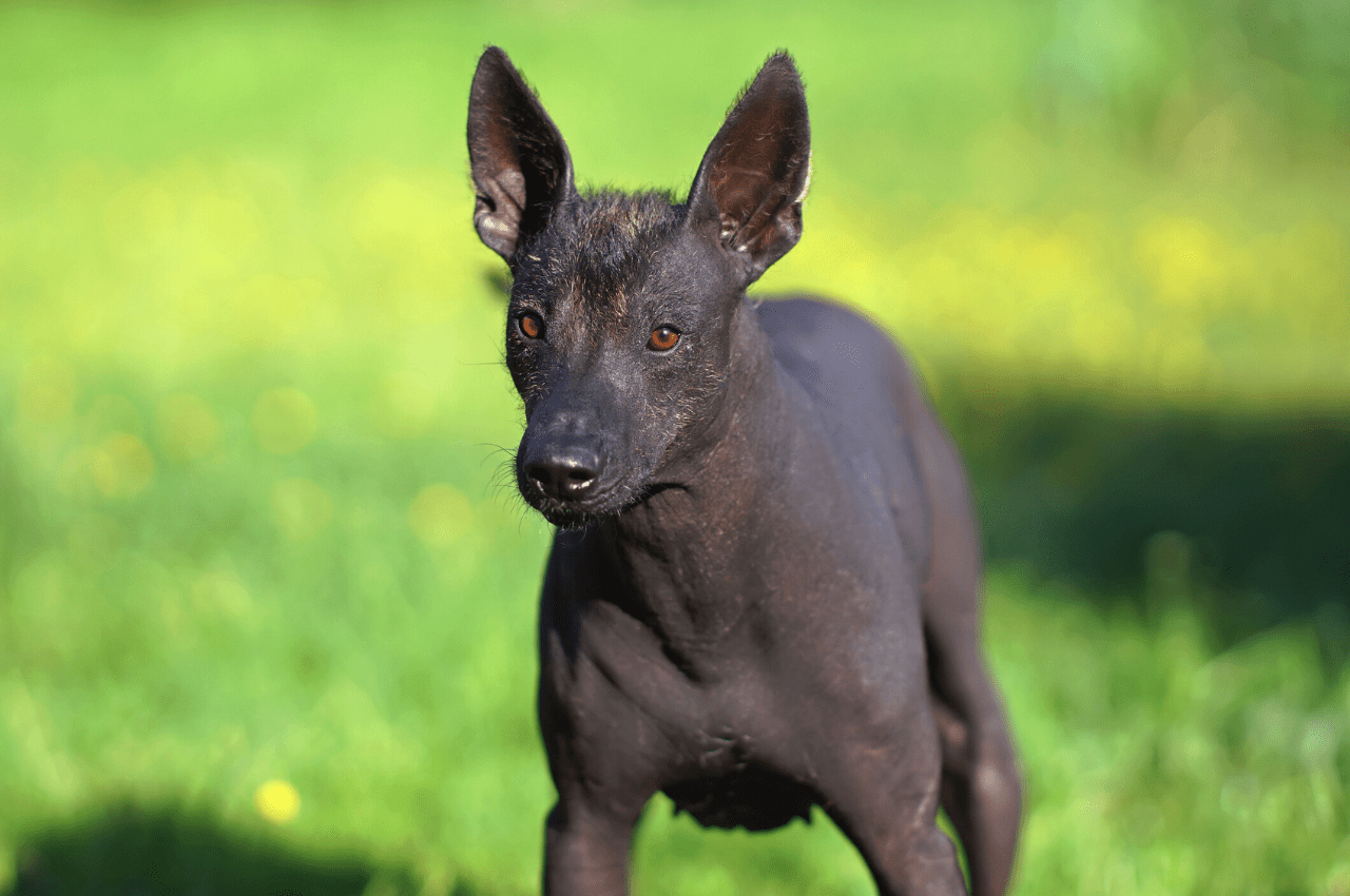 5 Hairless Dog Breeds That Are Fabulously Fur-Free - Parade Pets