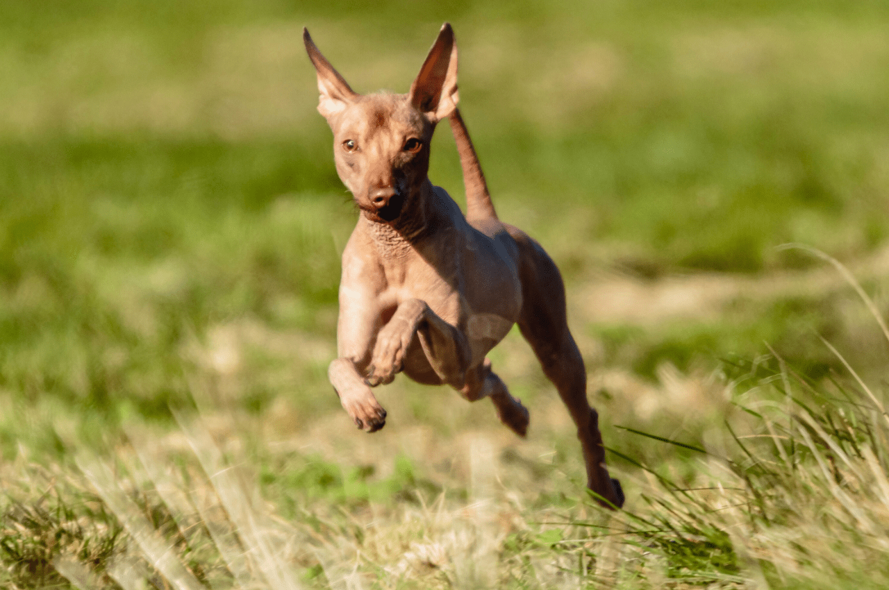 5 Hairless Dog Breeds That Are Fabulously Fur-Free - Parade Pets