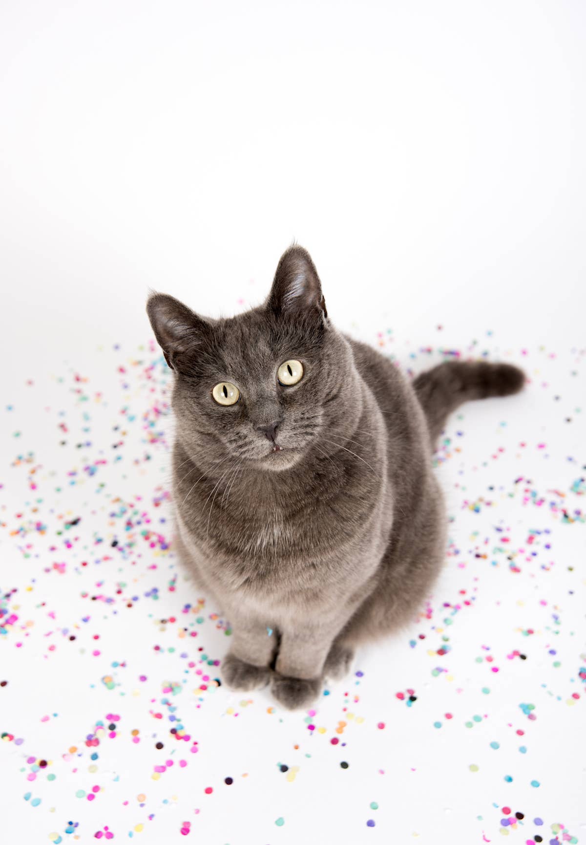 Cat’s Total Destruction of Cardboard Box Proves He’s a Professional ...