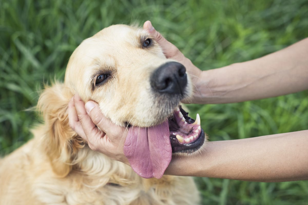 Mom's Gentle 'Squishy Face' Turns Golden Retriever Into a Shar Pei ...