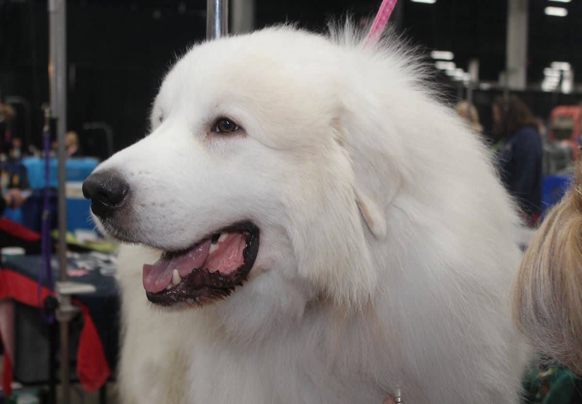 Great Pyrenees Treats Her Cat Brother’s Head Like a Chew Toy and It’s ...