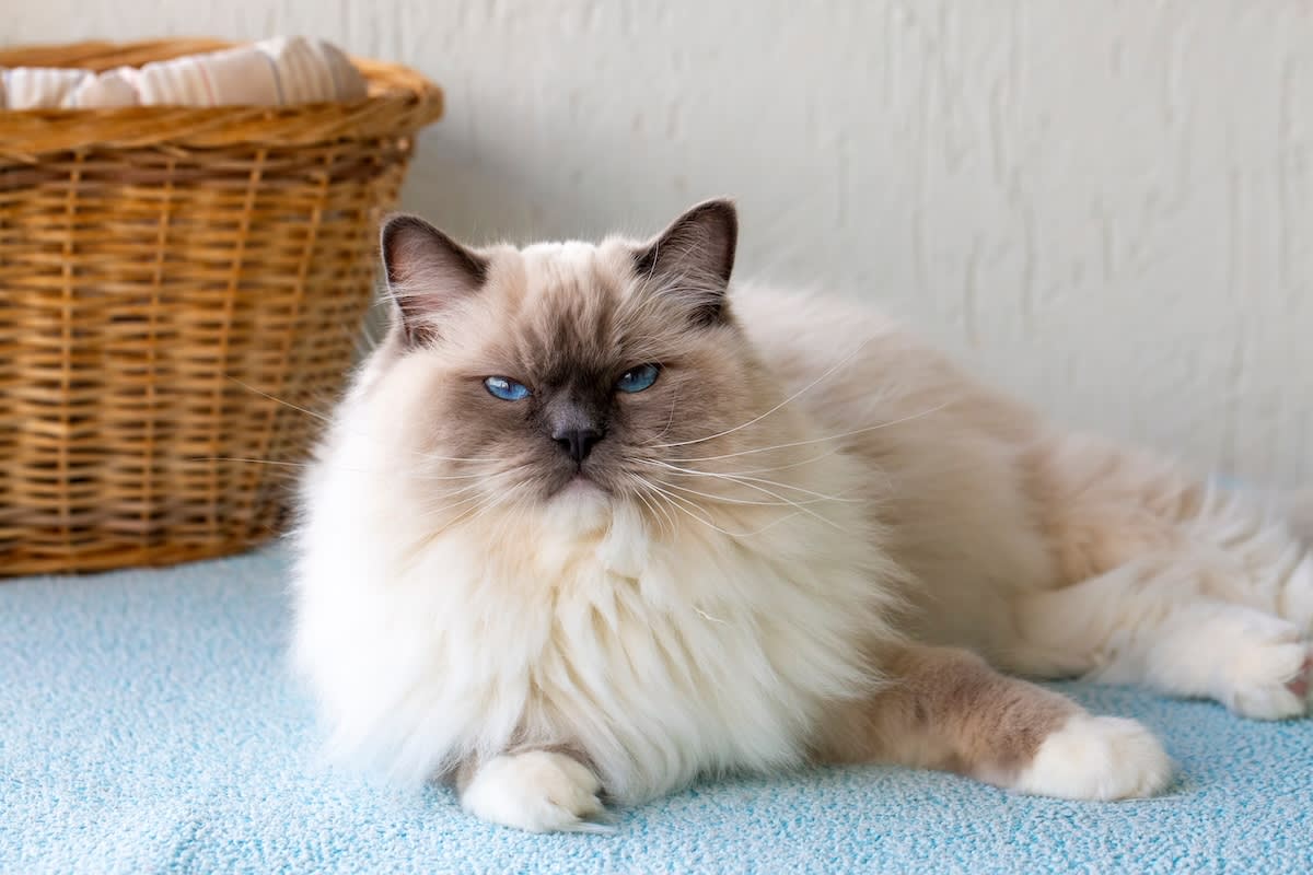 Ragdoll Cat Shares Favorite Toy and It's Too Cute - Parade Pets