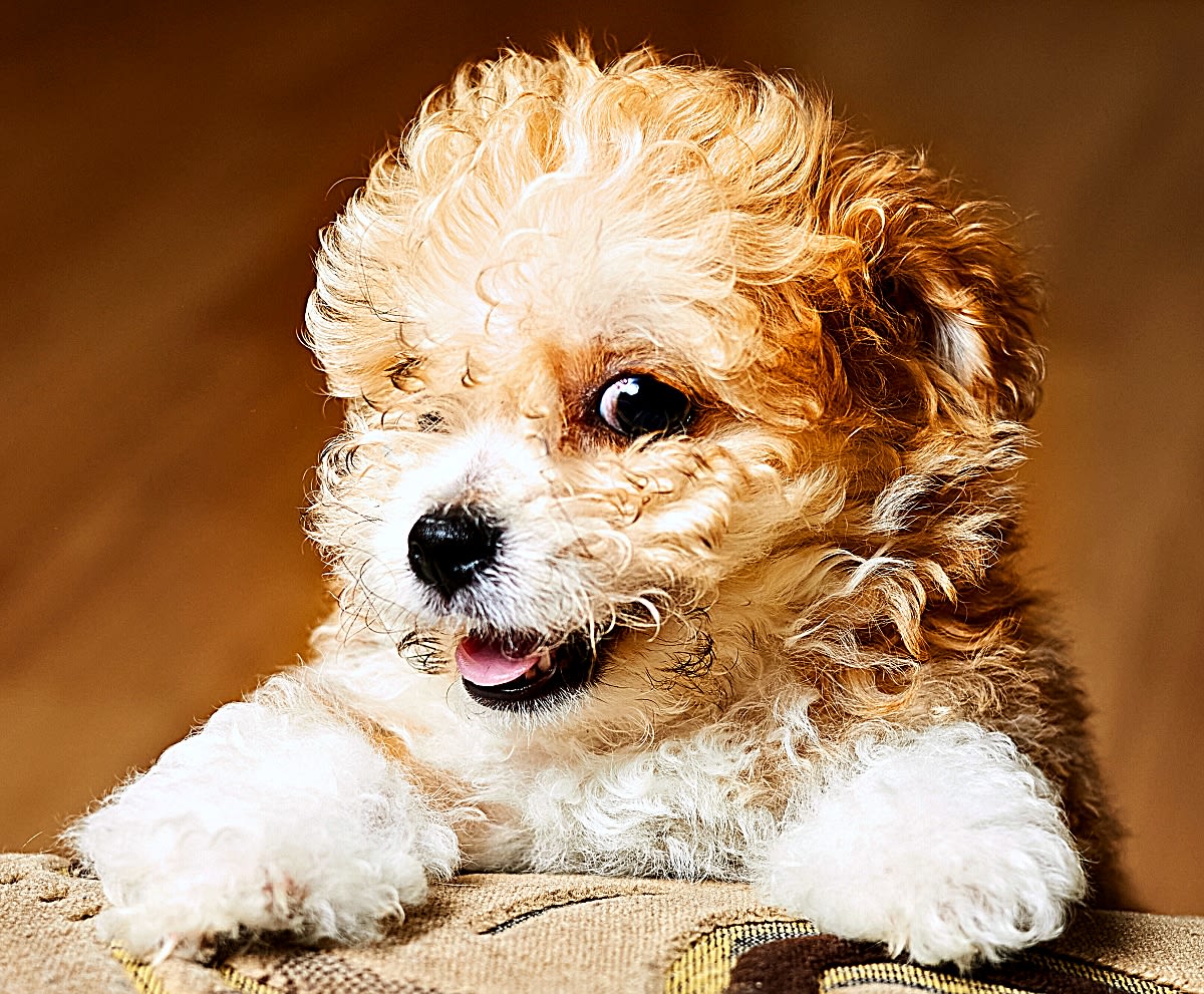 teacup sized animals