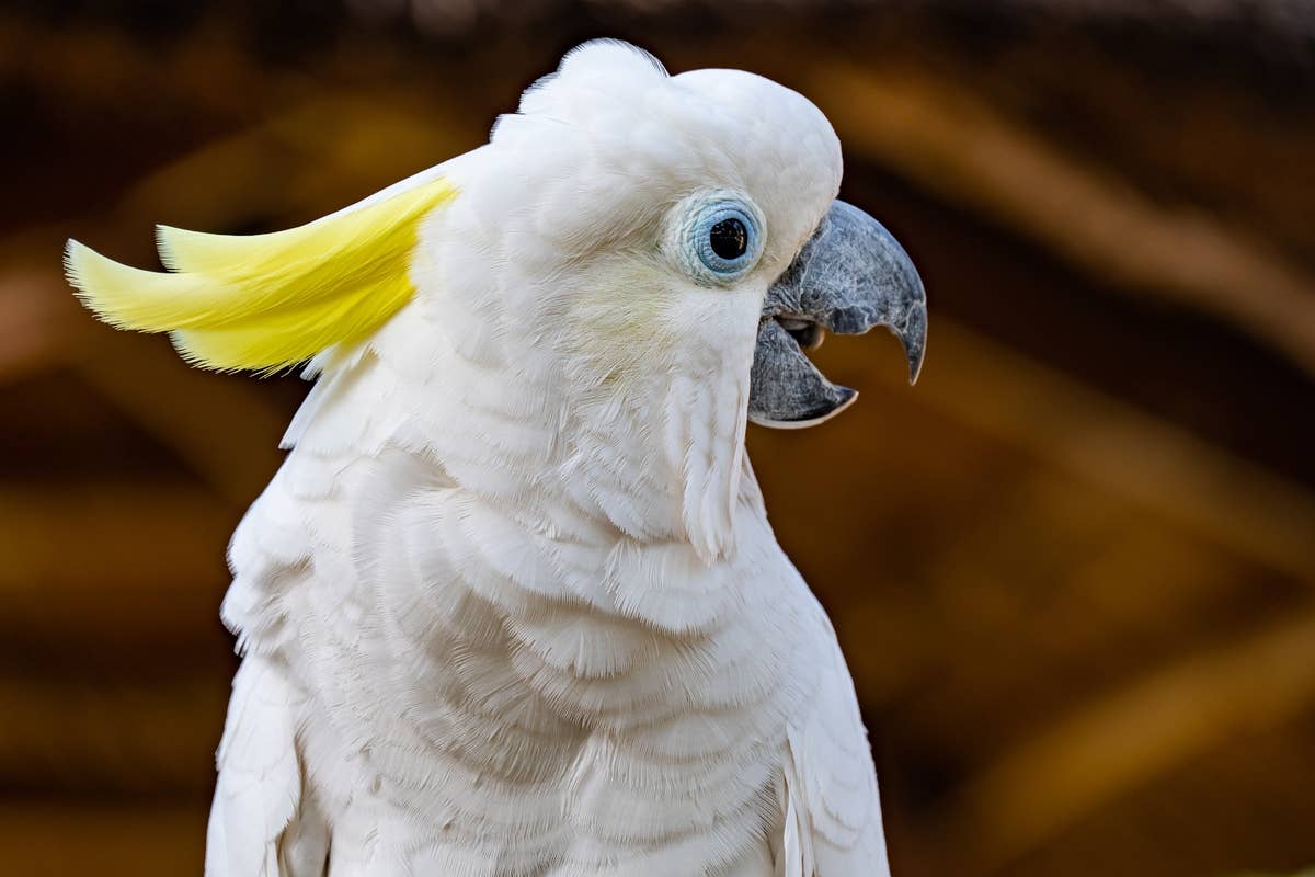 Cockatoo’s First Time ‘Playing Soccer’ Is the Next Messi - Parade Pets