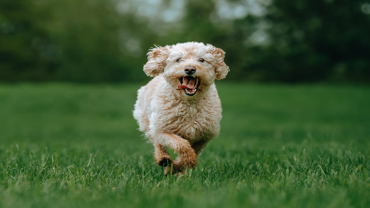 5 Yellow Dog Breeds, According to Experts - Parade Pets