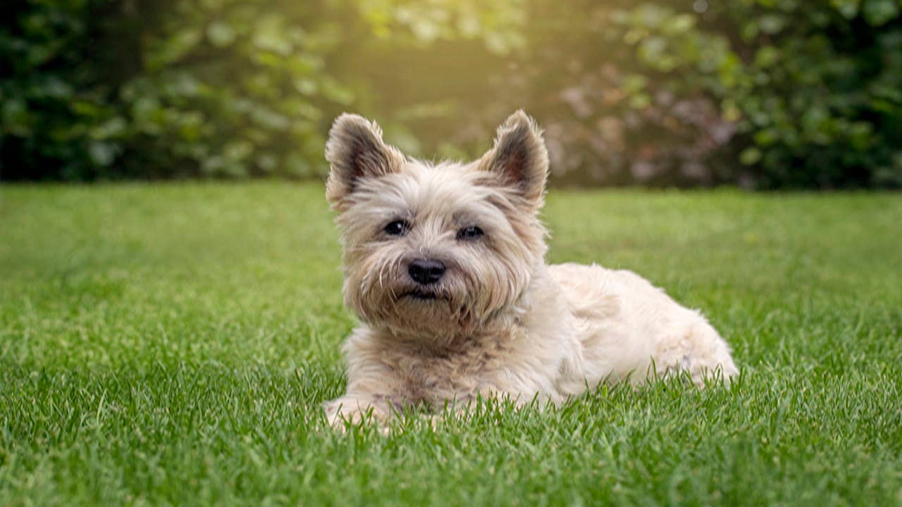 5 Yellow Dog Breeds, According to Experts - Parade Pets