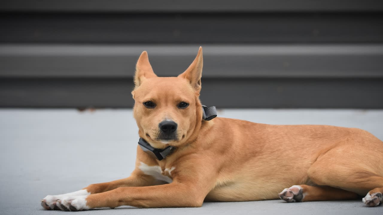 5 Yellow Dog Breeds, According to Experts - Parade Pets