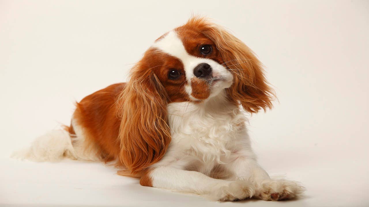 6 Dogs With Floppy Ears: Expert Tips, Traits, Health & More - Parade Pets