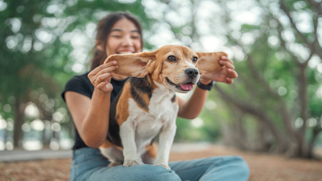 6 Dogs With Floppy Ears: Expert Tips, Traits, Health & More - Parade Pets