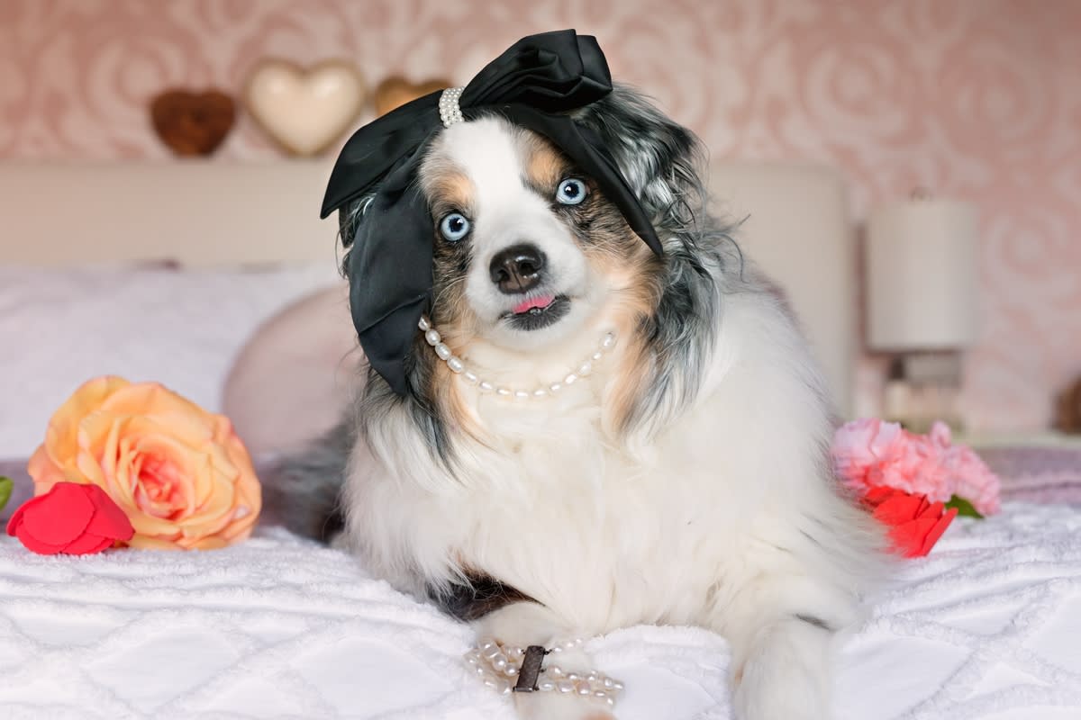 getting a dog dressed