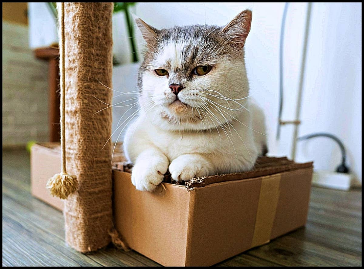 Why Do Cats Like Boxes So Much? An Expert Weighs In - Parade Pets