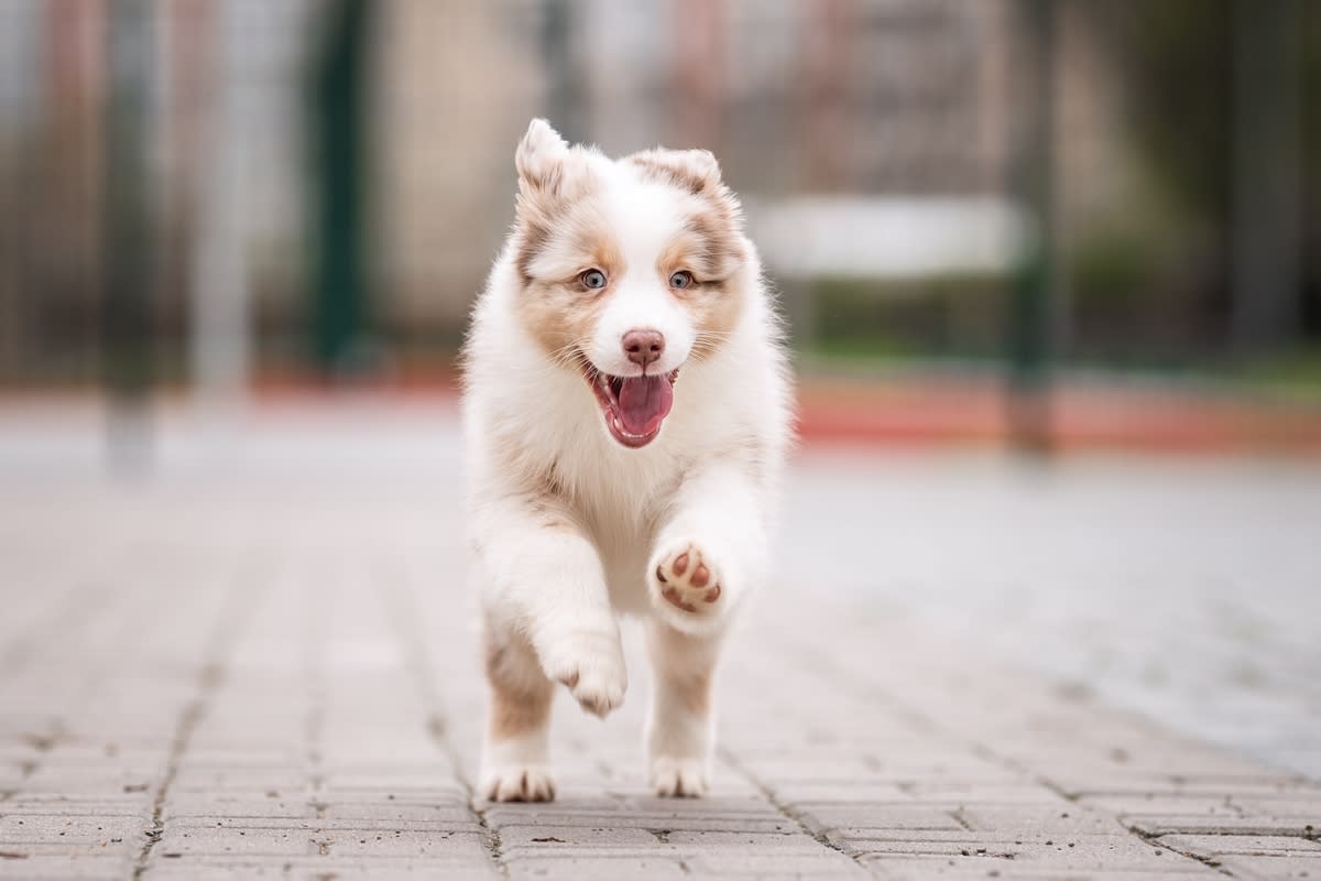 Australian Shepherd Magically Squeezes Through Tiny ‘Cat Door’ - Parade ...