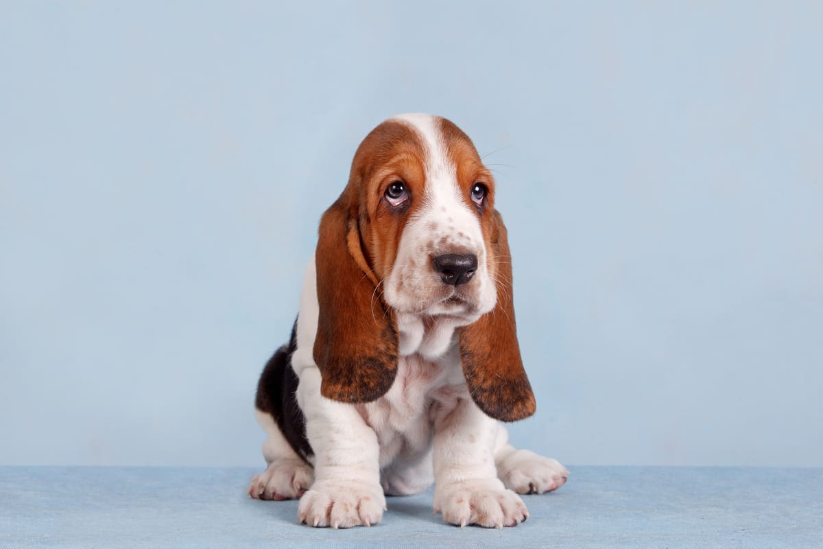 Basset Hound Puppy's Attempt To Conquer the Stairs Is Pure Cuteness ...