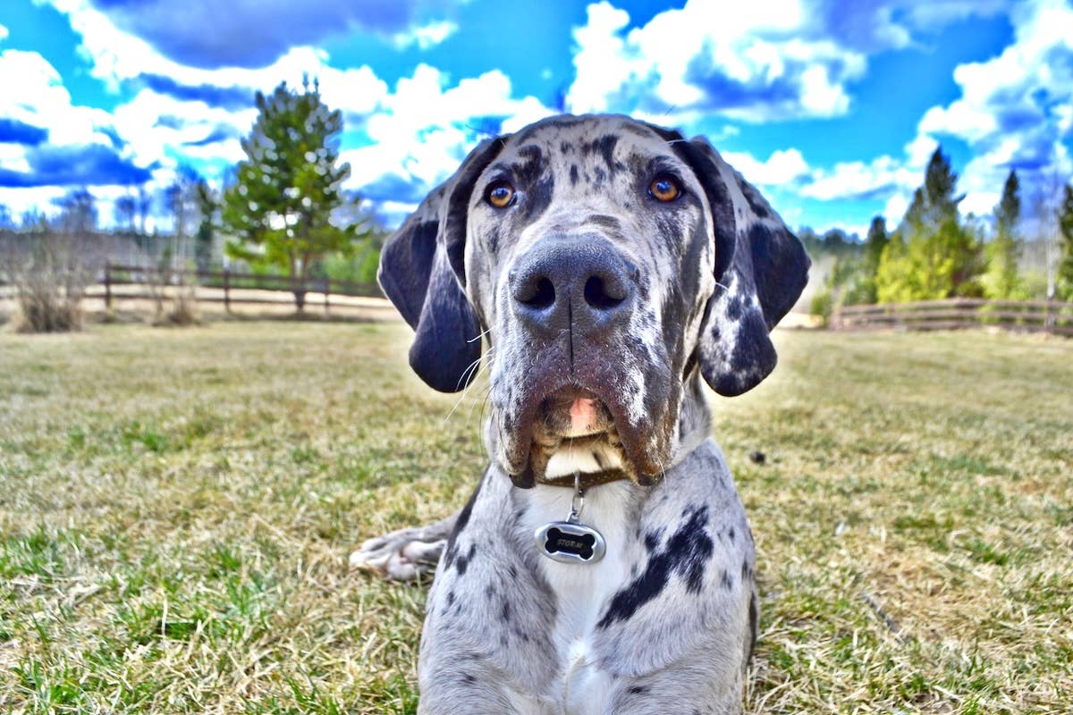 Great Dane’s Pure Excitement Over ‘His Chickens’ Is True Farm Fun ...