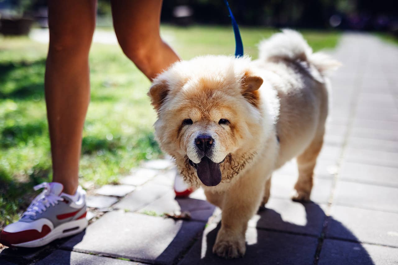5 Dog Breeds Best Suited for One-Dog Homes - Parade Pets