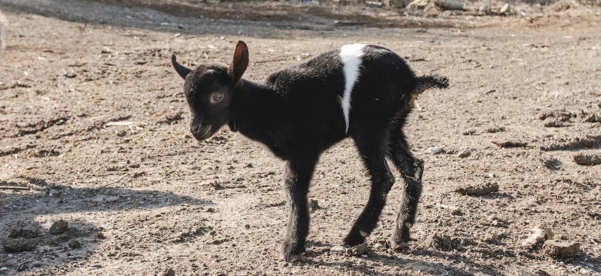 Shelter Kittens Meeting a 3-Week-Old Baby Goat Have Absolutely Zero ...