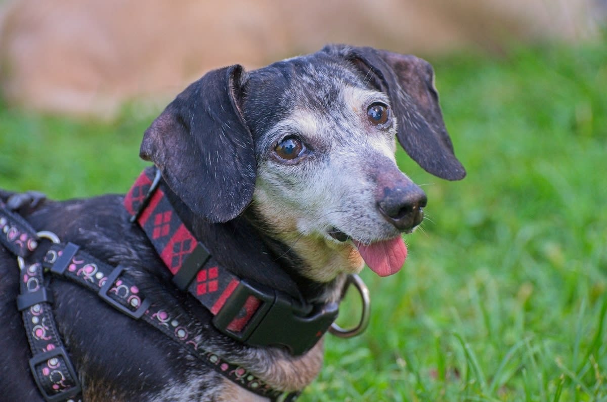 gray dachshund