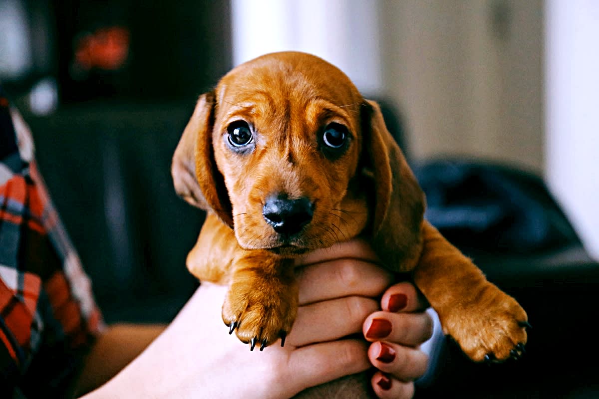 30 Low-Maintenance Dog Breeds for First-Time Pup Parents - Parade Pets