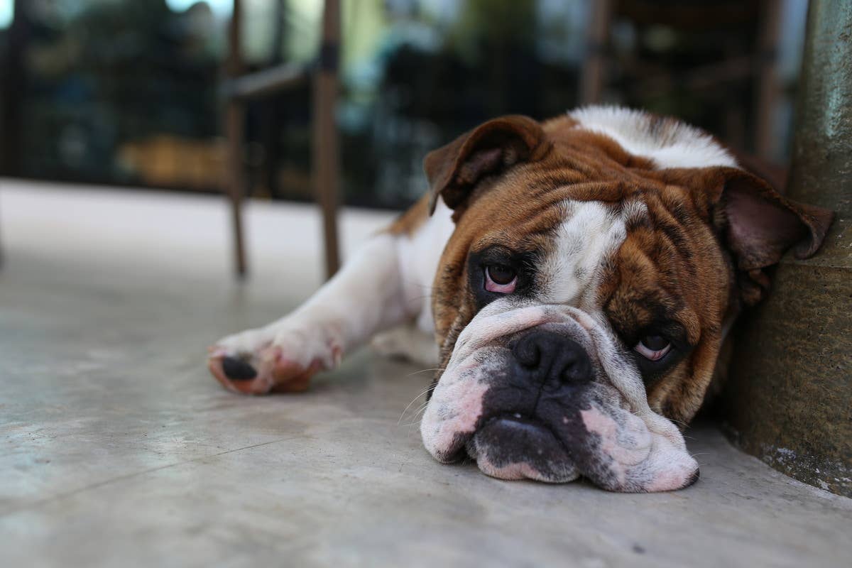 English Bulldog Channels Villain Era With Hilarious 'Bombastic' Side ...